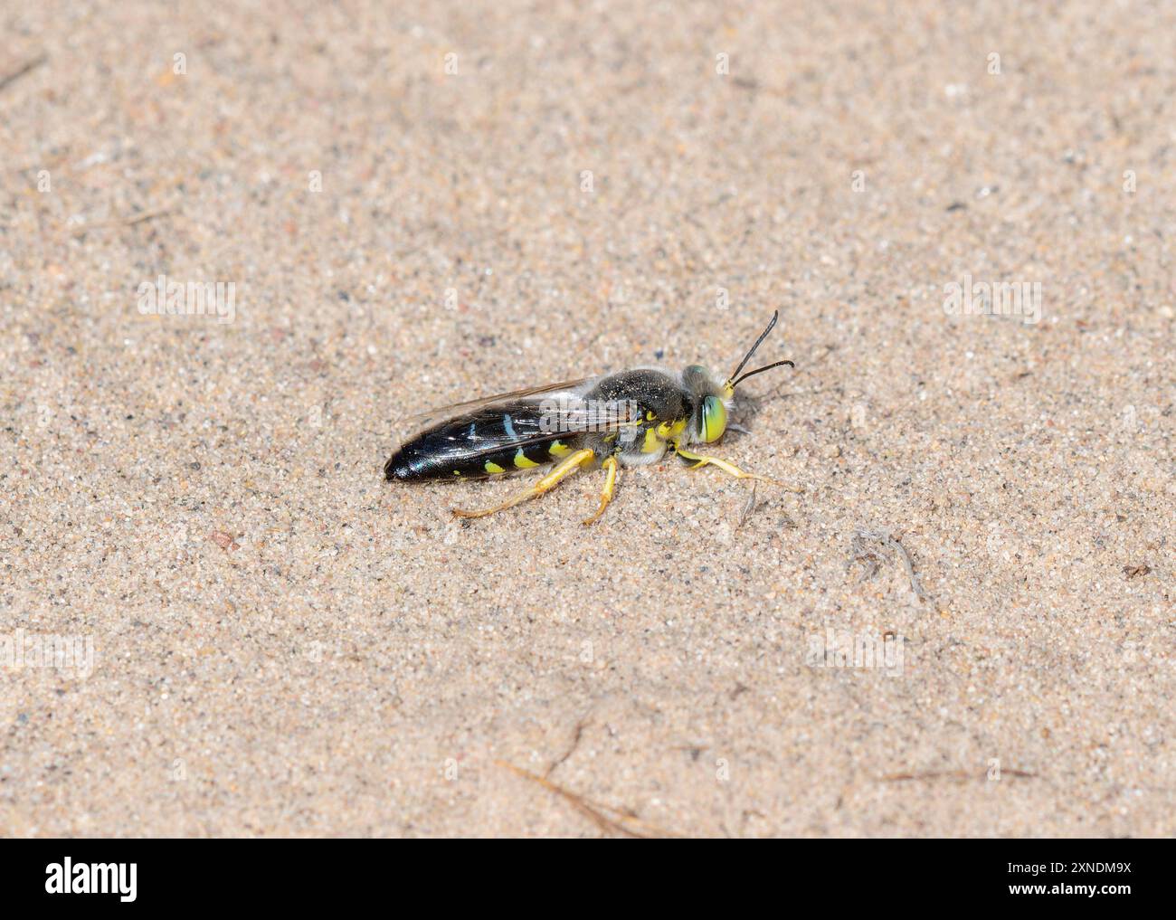 A sand wasp from the genus Bembix is seen crawling on the sandy surface ...