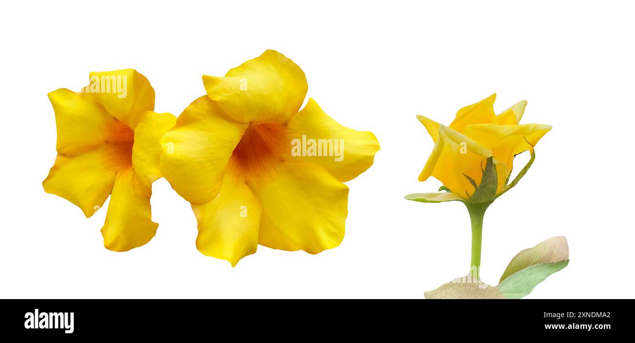 Cut-out image of a yellow flower on a white background with clipping ...