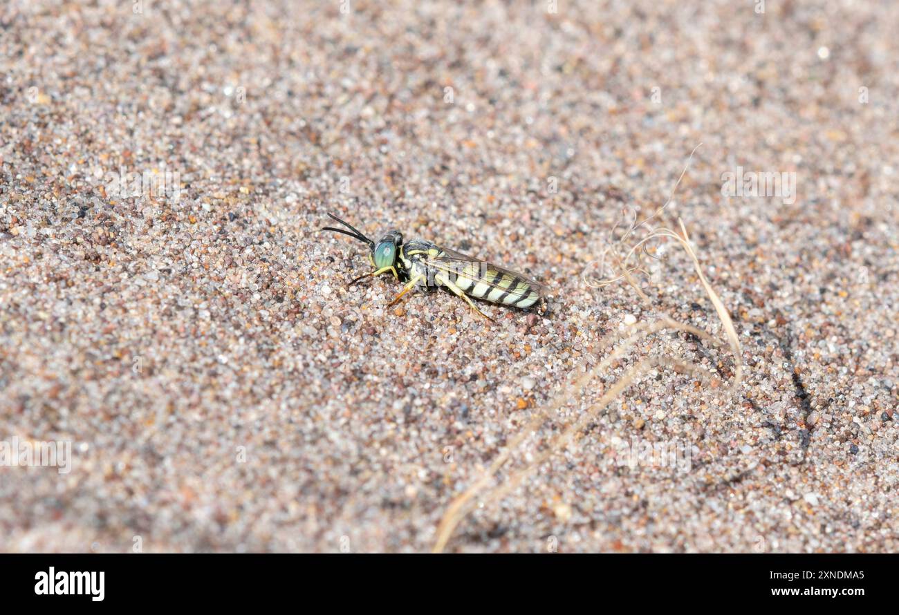 A solitary sand wasp belonging to the Microbembex genus is perched on ...