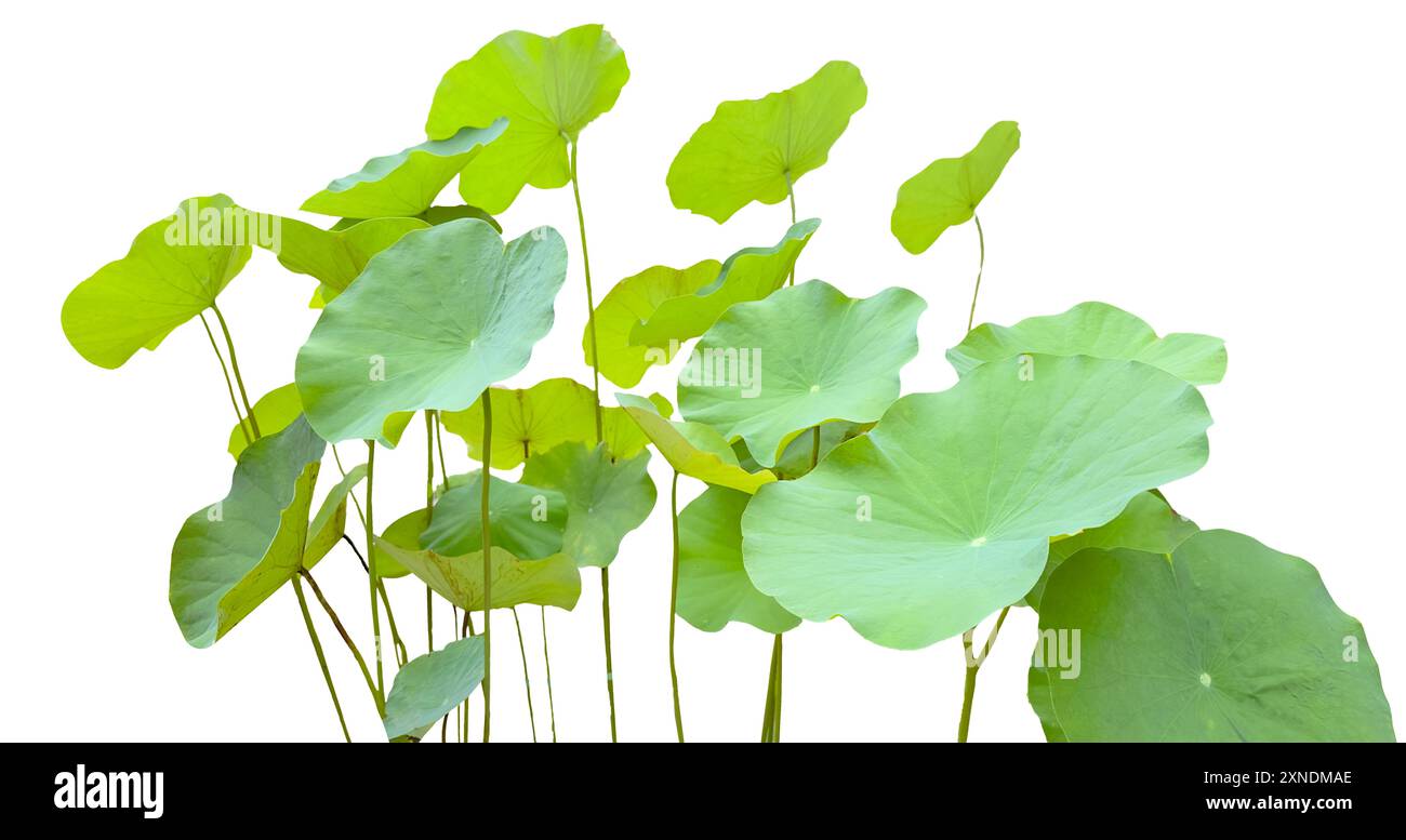 Cut-out image of a lotus plant on a white background with clipping ...