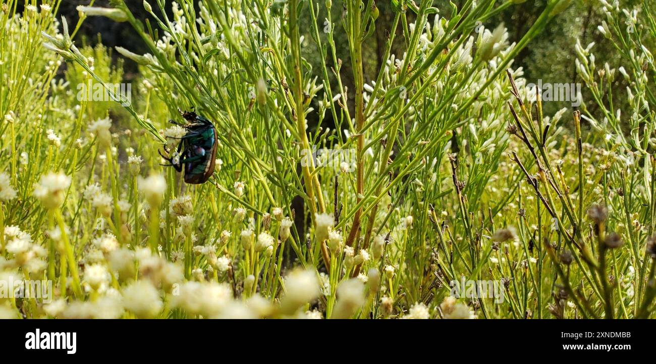 Figeater Beetle (Cotinis mutabilis) Insecta Stock Photo - Alamy