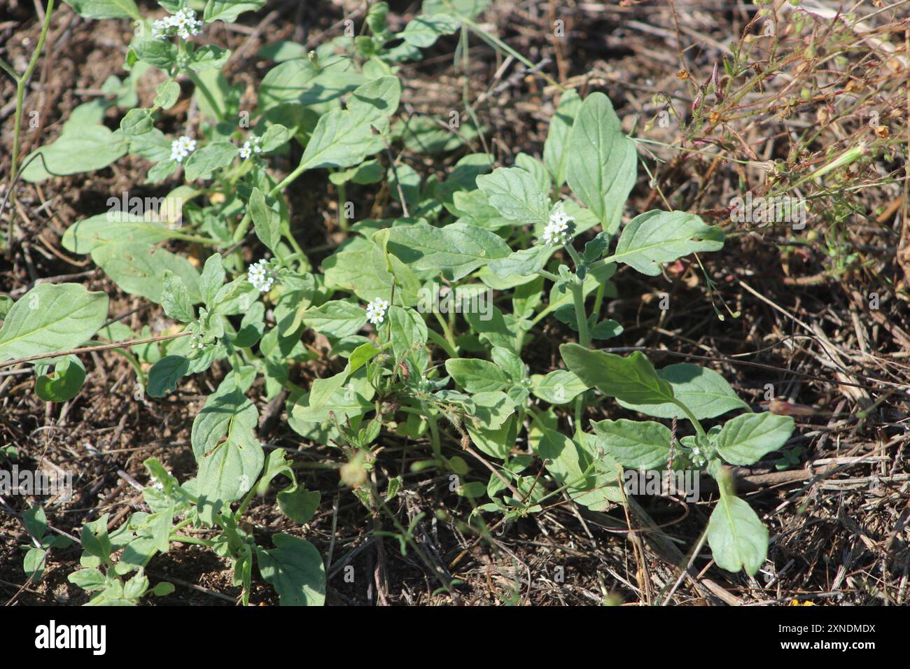 European heliotrope (Heliotropium europaeum) Plantae Stock Photo - Alamy