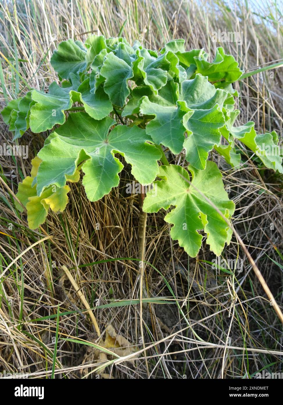 Tree Mallow (Malva arborea) Plantae Stock Photo - Alamy