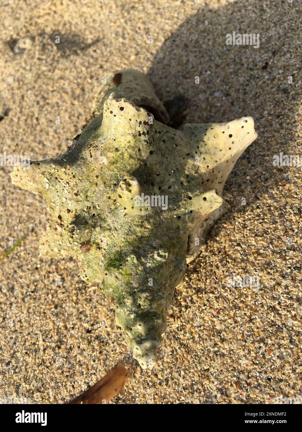 Queen Conch (Aliger gigas) Mollusca Stock Photo - Alamy