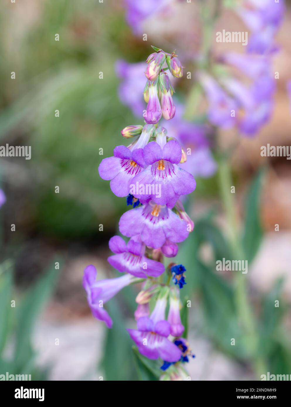 Botanical surroundings native plants hi-res stock photography and ...