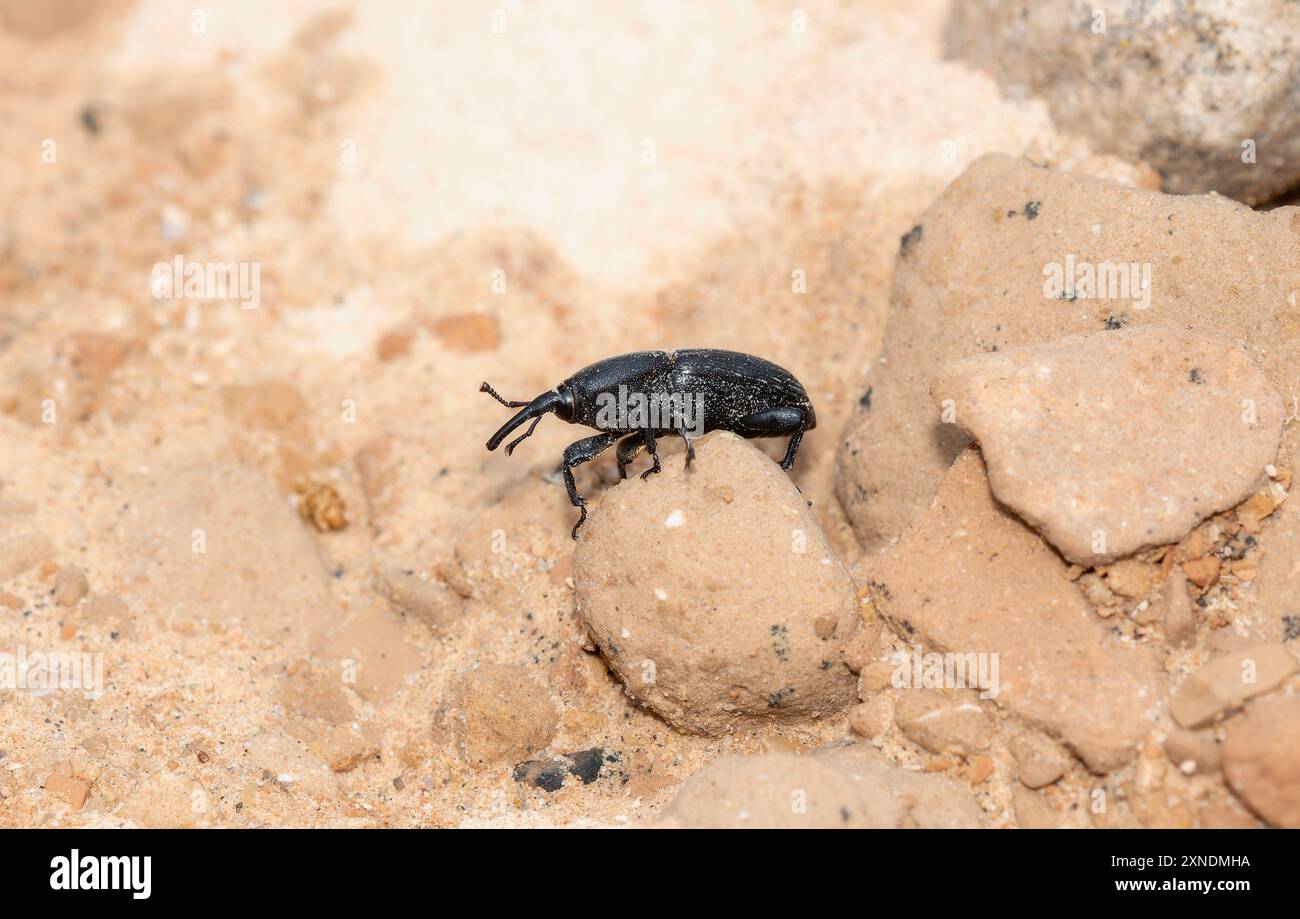 Weevil characteristics hi-res stock photography and images - Alamy