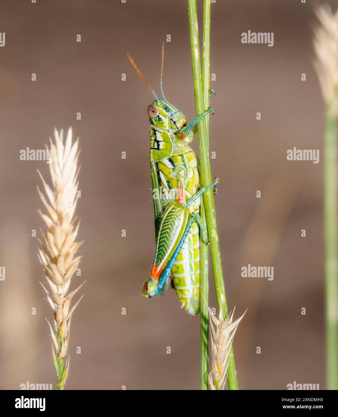 Vibrant grasshopper species hi-res stock photography and images - Alamy