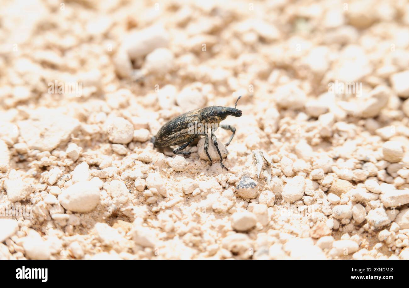 Beetles characteristics hi-res stock photography and images - Alamy