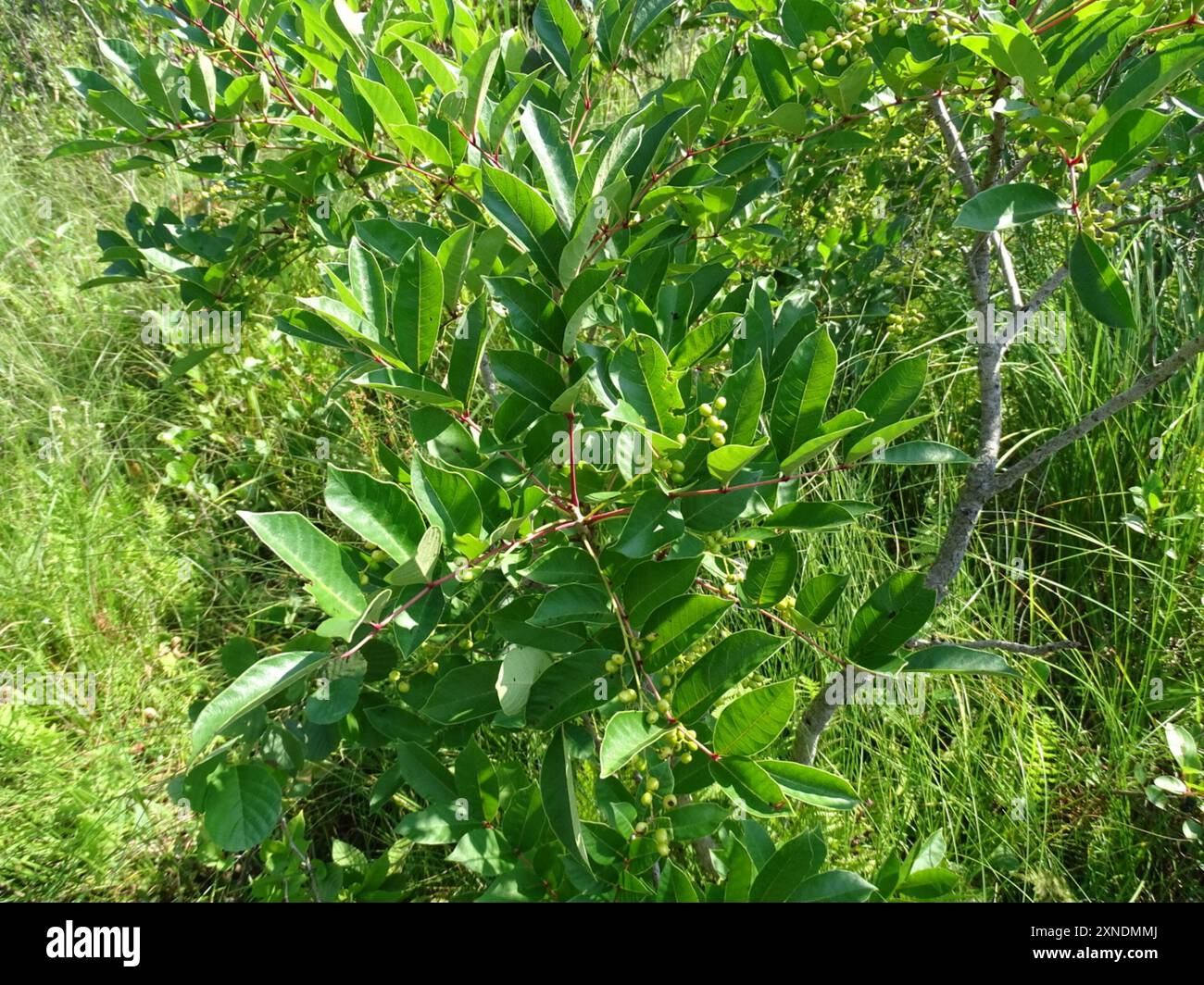 poison sumac (Toxicodendron vernix) Plantae Stock Photo - Alamy