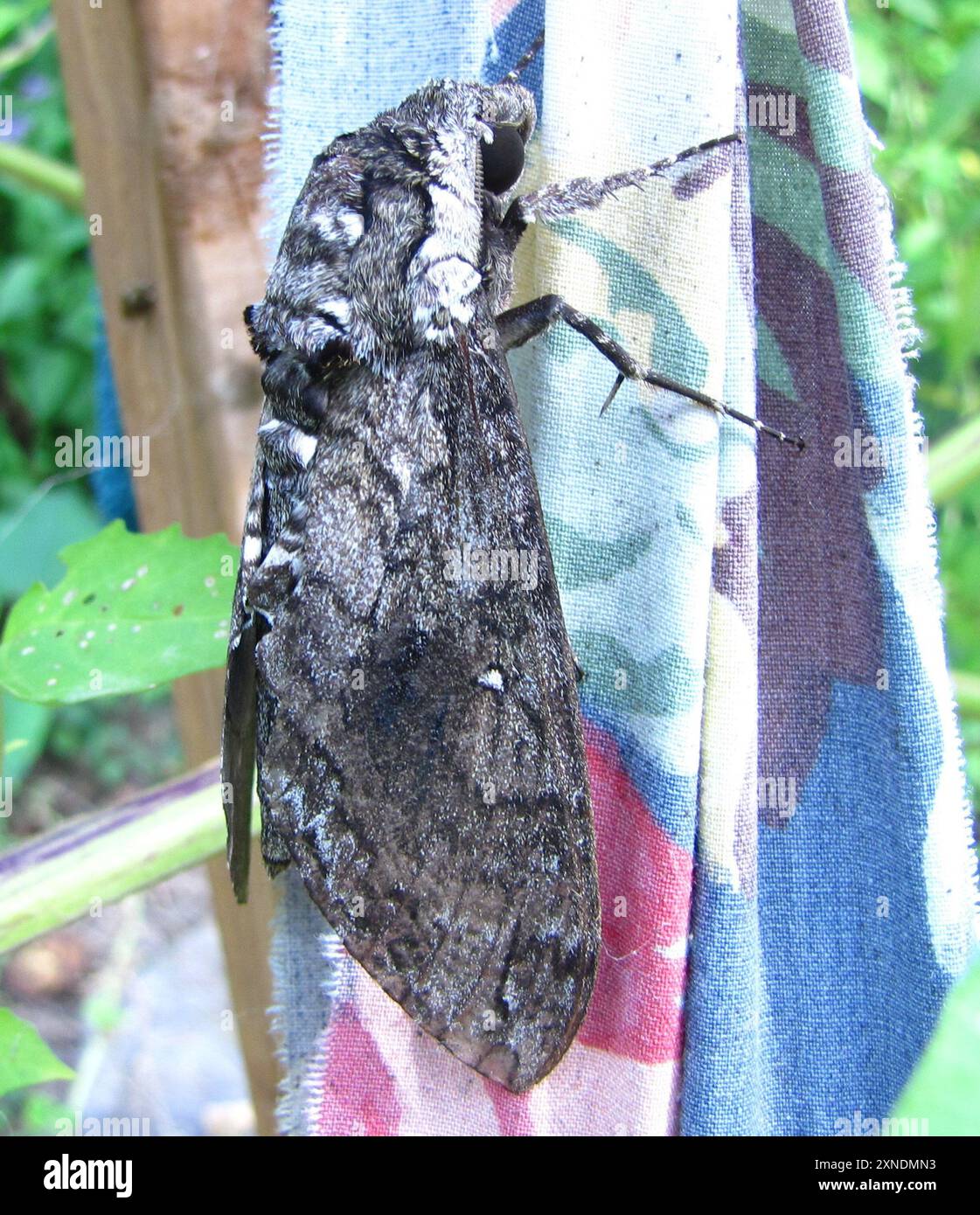 Carolina Sphinx (Manduca sexta) Insecta Stock Photo - Alamy