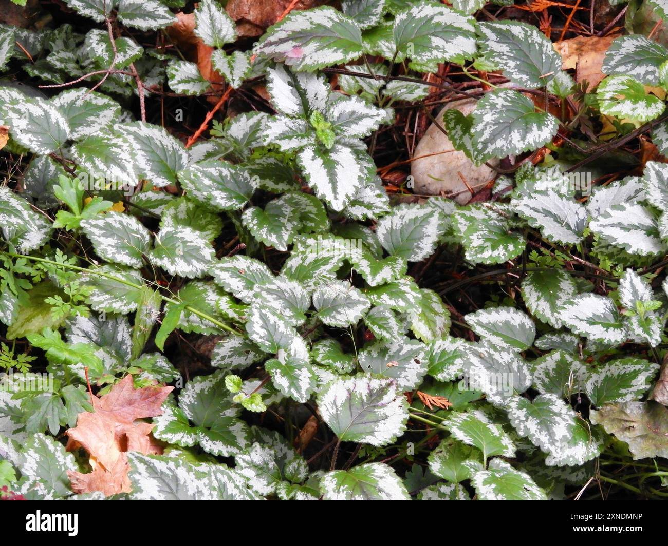 Variegated Yellow Archangel (Lamium galeobdolon argentatum) Plantae ...
