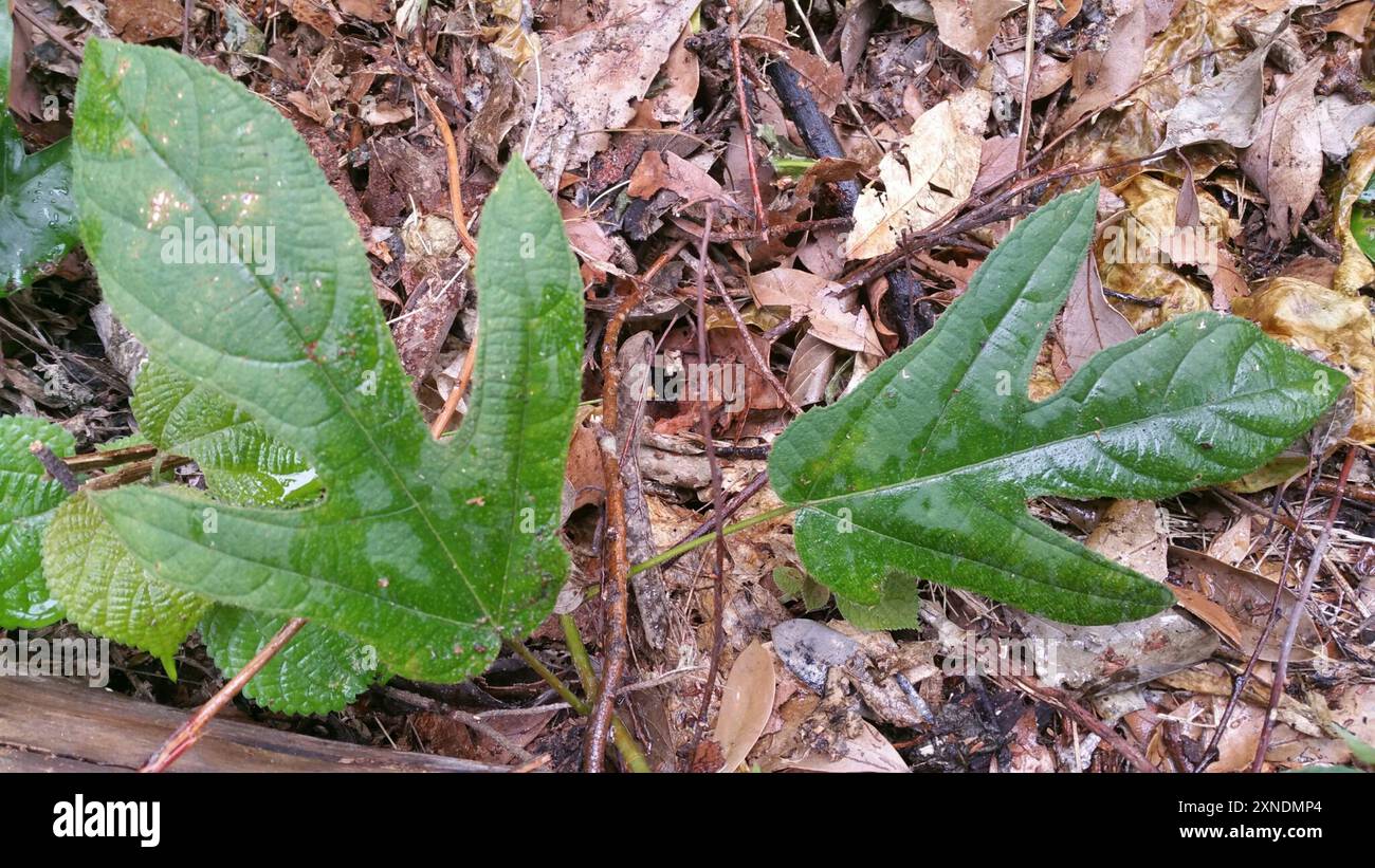 The hairy fig hi-res stock photography and images - Alamy