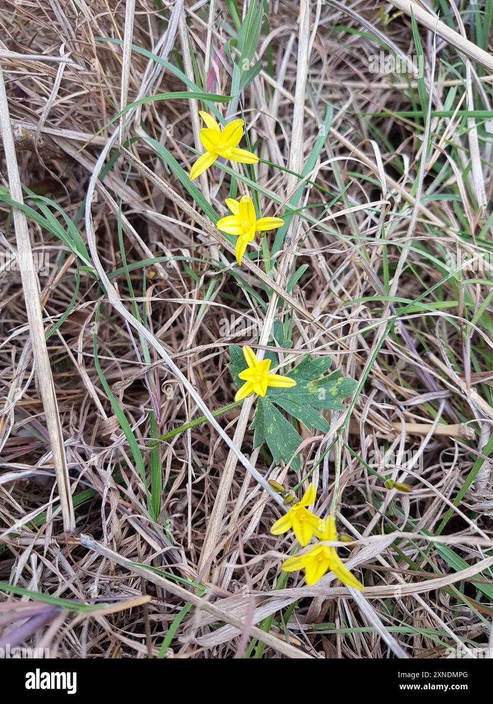 yellow rush-lily (Tricoryne elatior) Plantae Stock Photo - Alamy