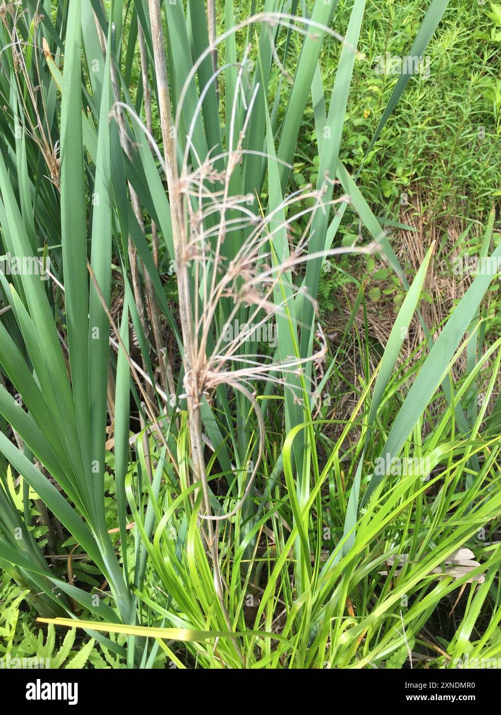 woolgrass (Scirpus cyperinus) Plantae Stock Photo - Alamy