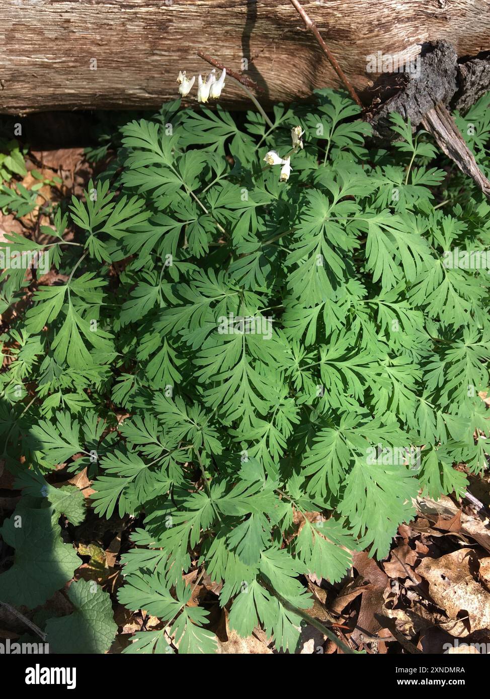 Dutchman's breeches (Dicentra cucullaria) Plantae Stock Photo - Alamy
