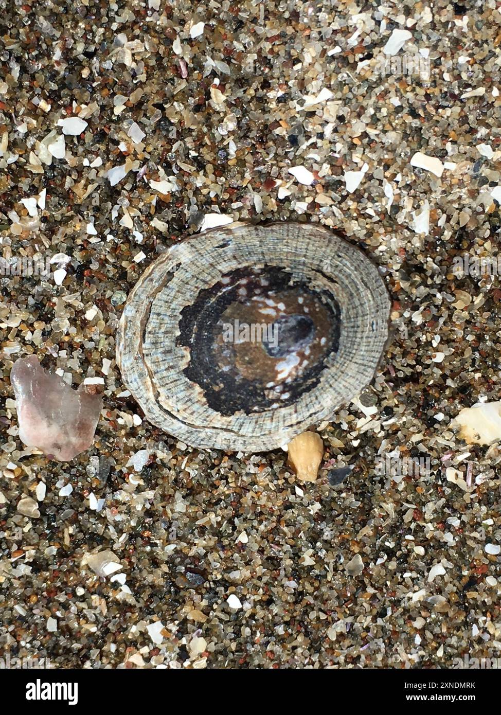 File Limpet (Lottia limatula) Mollusca Stock Photo - Alamy