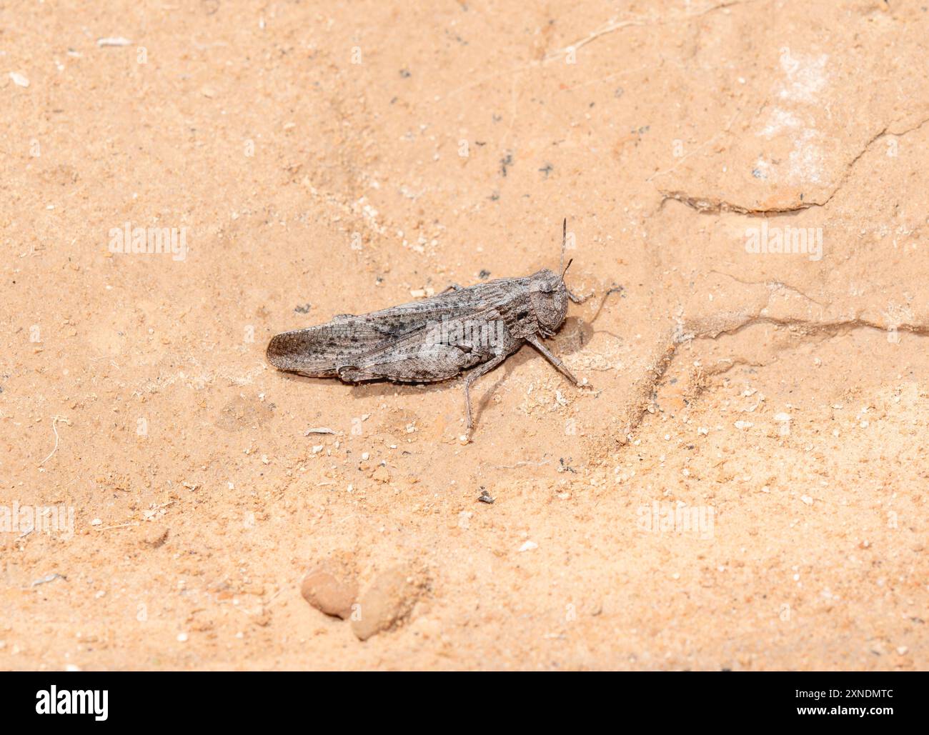 Life cycle of grasshopper hi-res stock photography and images - Alamy
