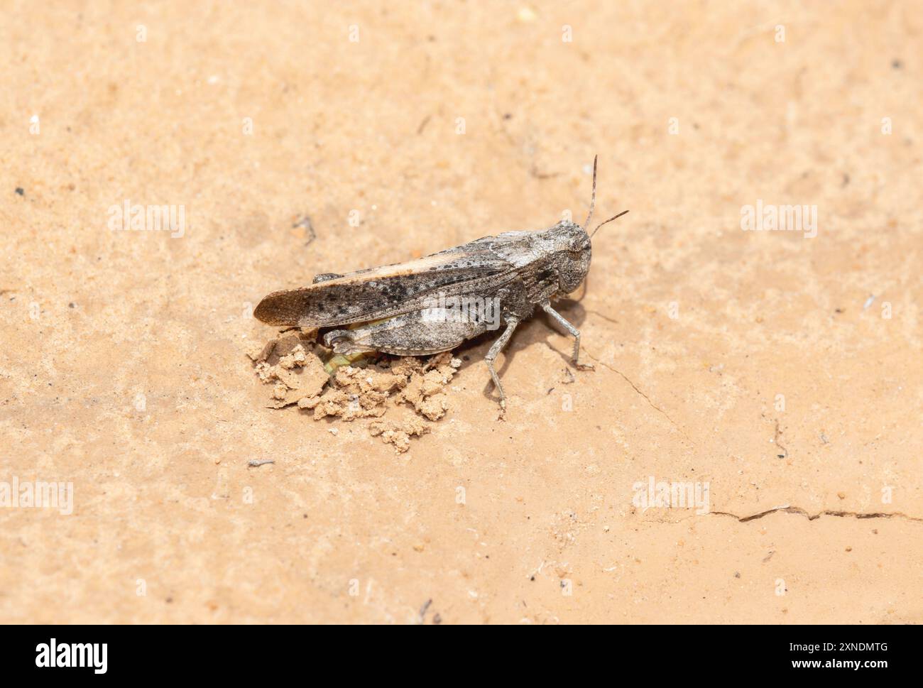 Coloradan fauna hi-res stock photography and images - Alamy