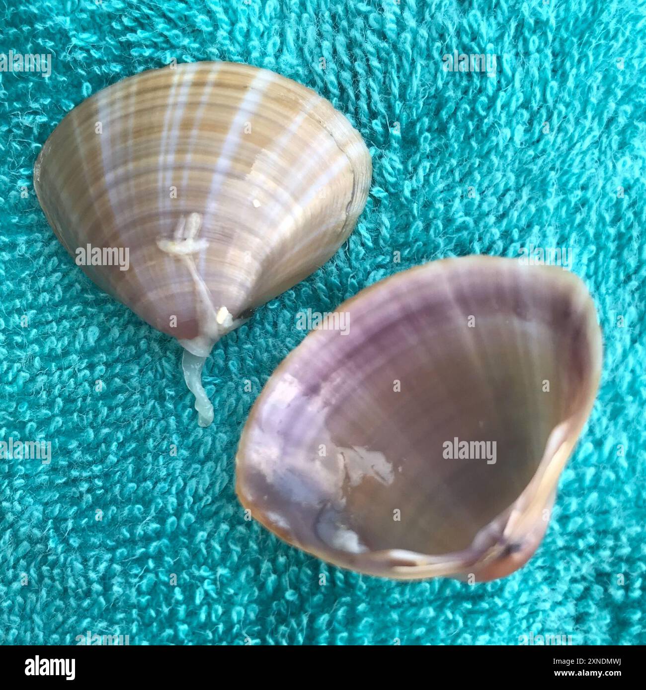Rayed Trough Shell (Mactra stultorum) Mollusca Stock Photo - Alamy