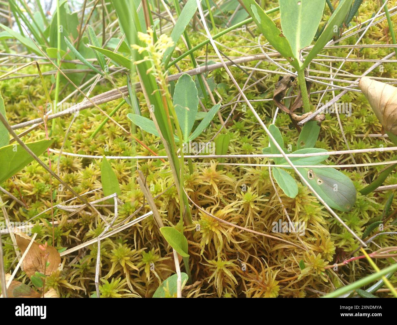 green adder's-mouth (Malaxis unifolia) Plantae Stock Photo - Alamy