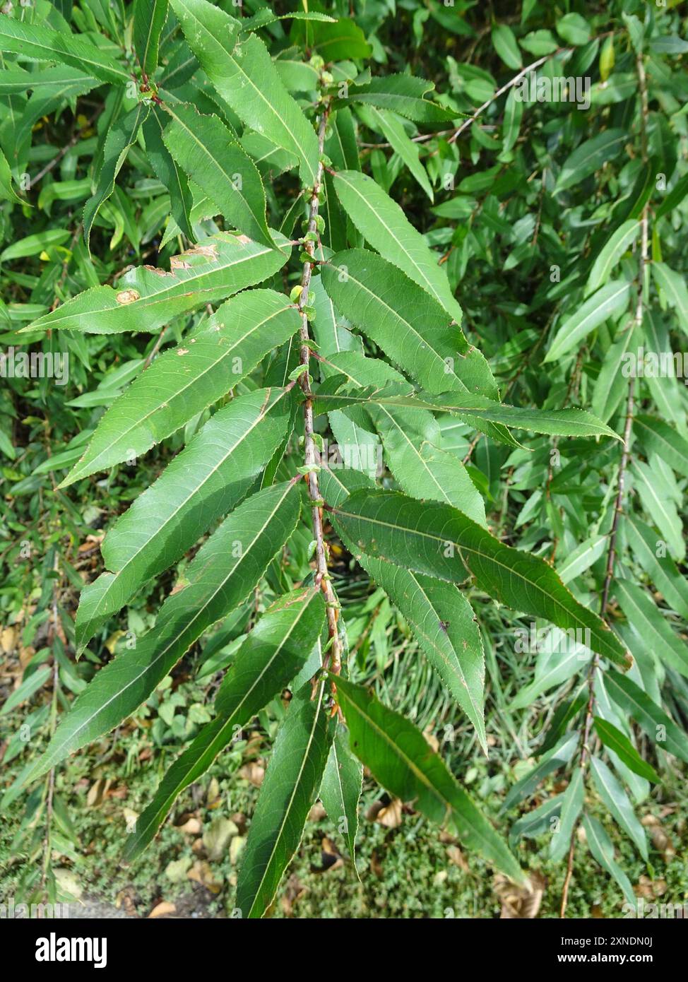 Almond Willow (Salix triandra) Plantae Stock Photo - Alamy