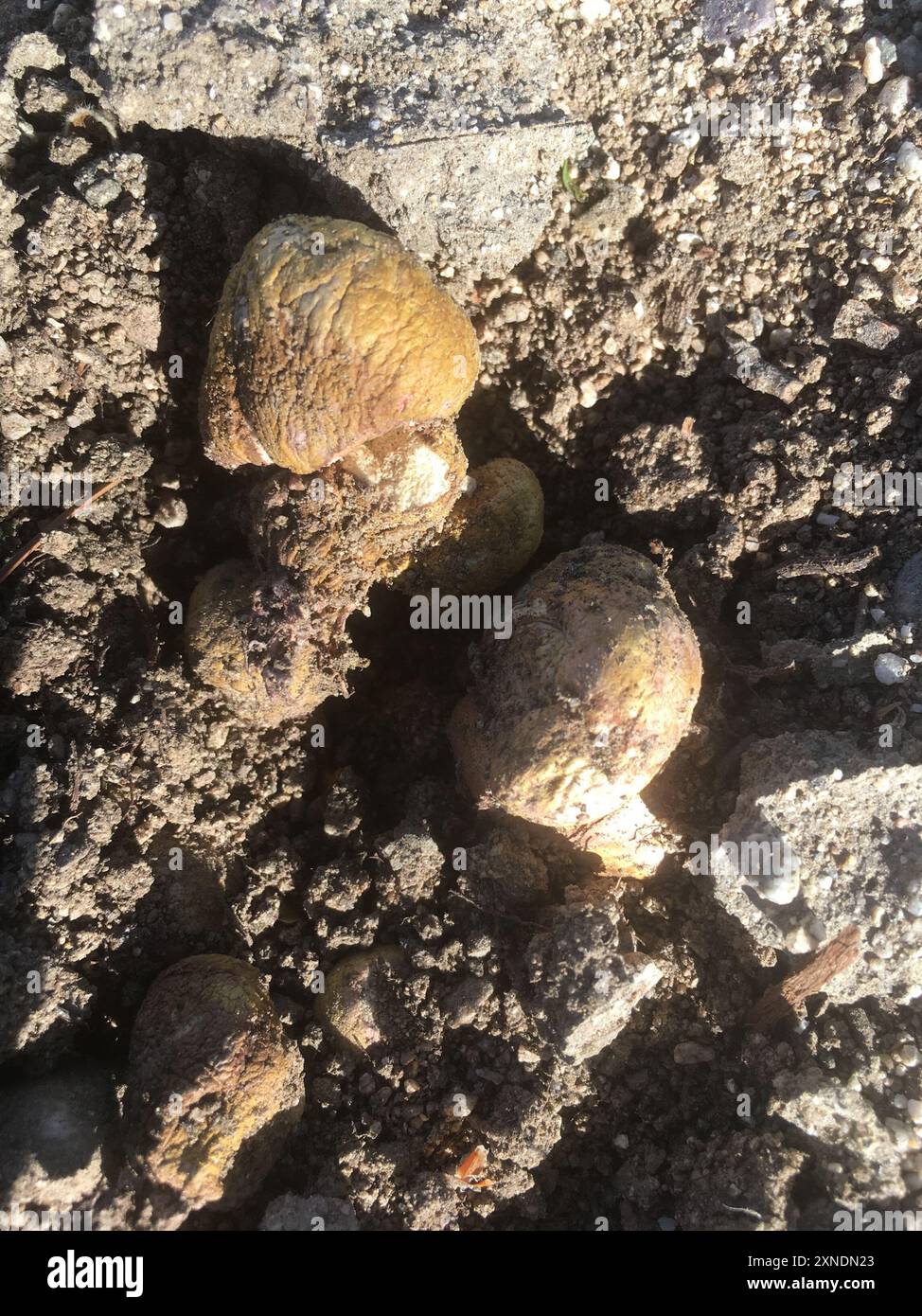 False truffle hi-res stock photography and images - Alamy