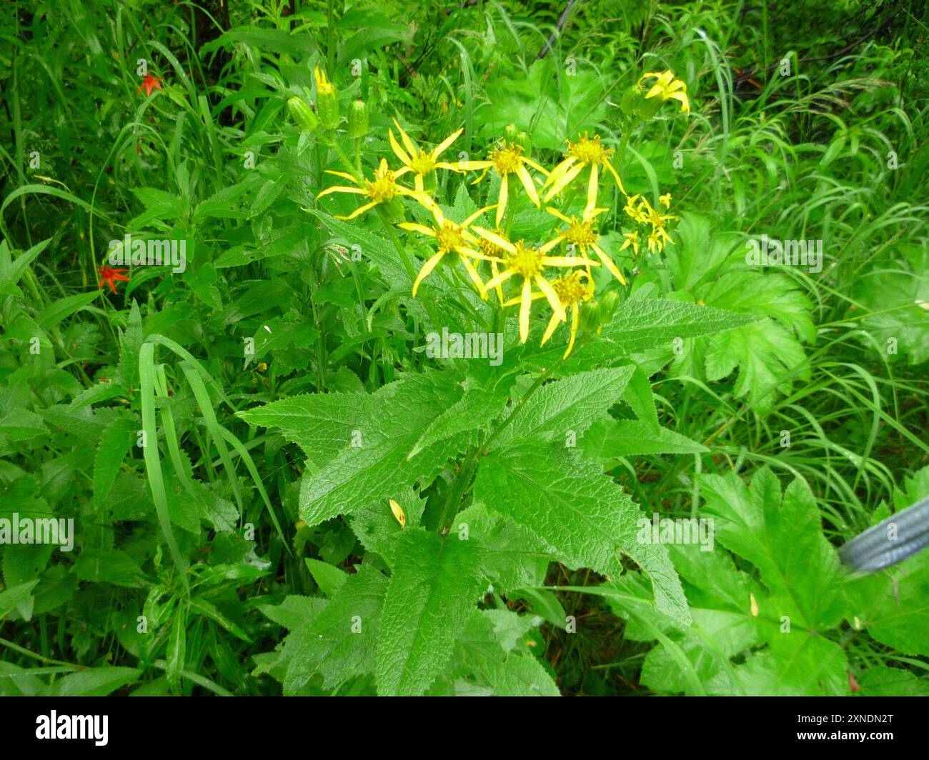 Arrowleaf Senecio (Senecio triangularis) Plantae Stock Photo - Alamy