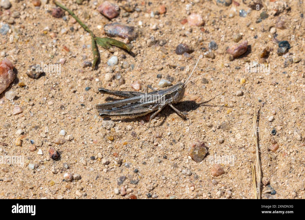 A Spotted Wing Grasshopper; Cordillacris occipitalis perched on rocky ...