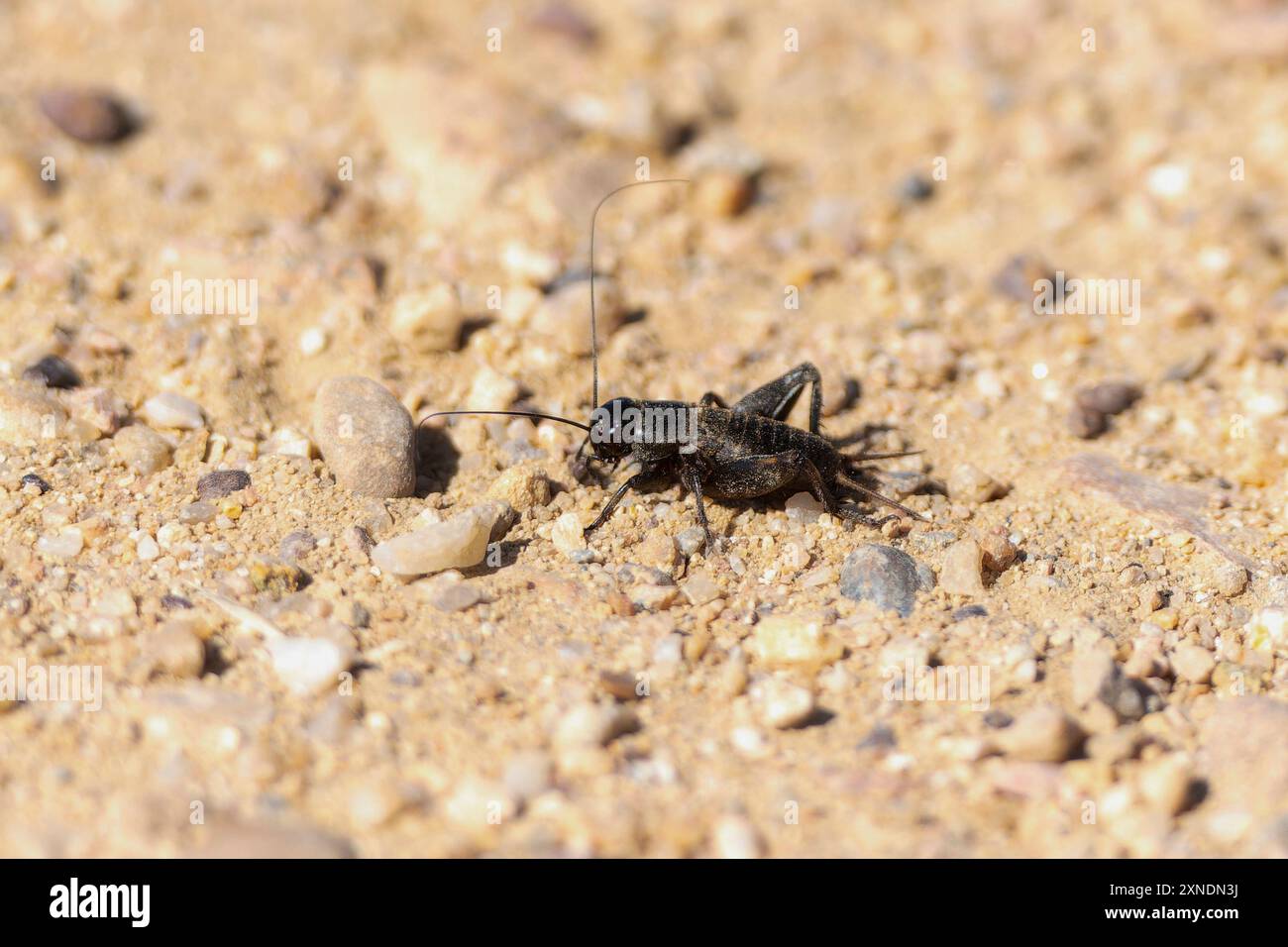 Gryllus veletis hi-res stock photography and images - Alamy