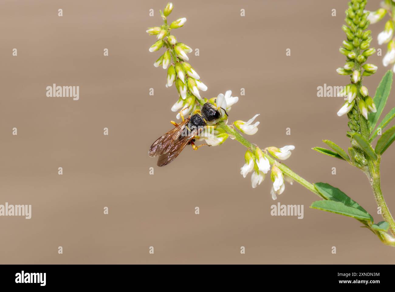 In a Colorado natural setting; a square headed wasp from the subfamily ...
