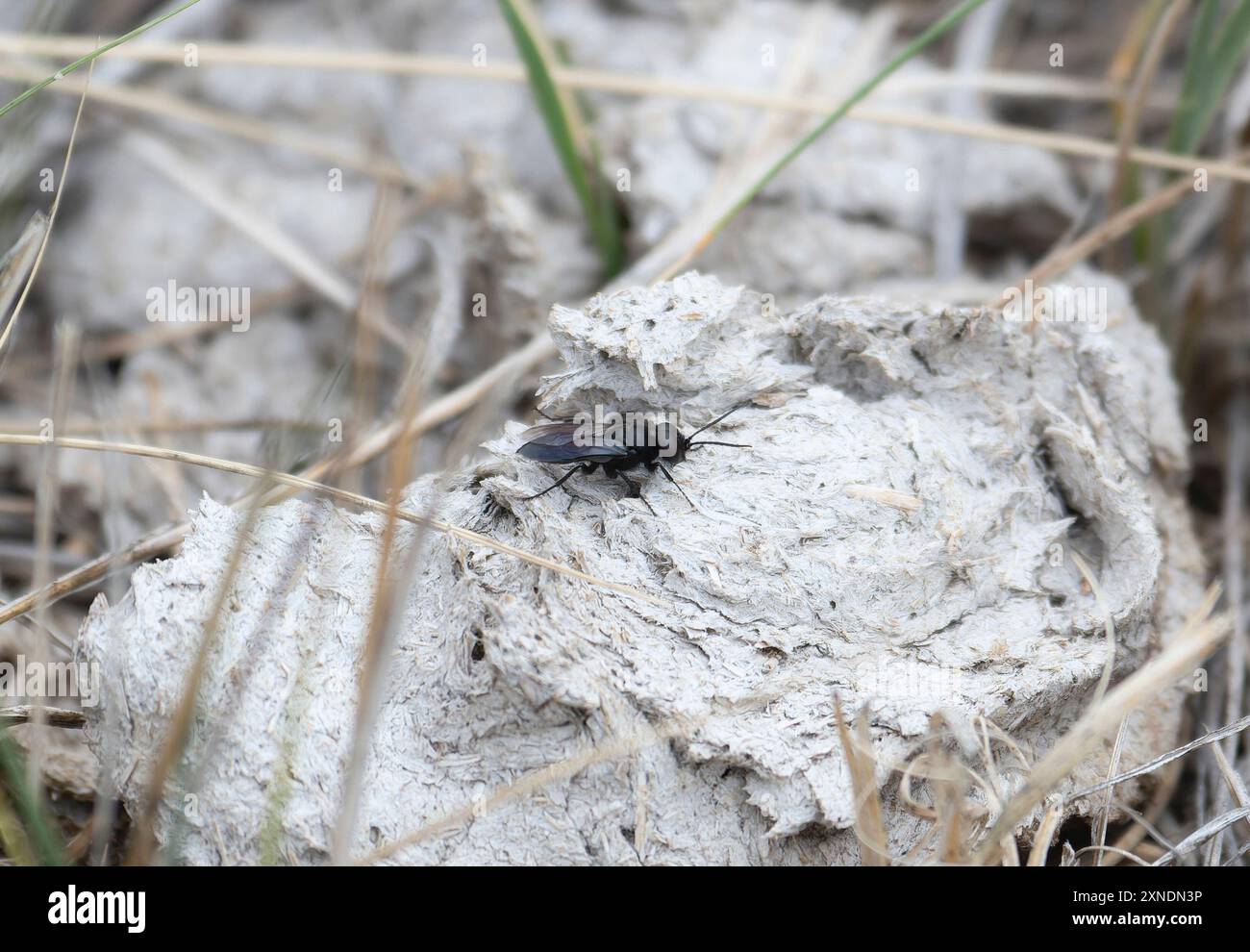A square headed wasp, belonging to the Crabronidae family, is perched ...