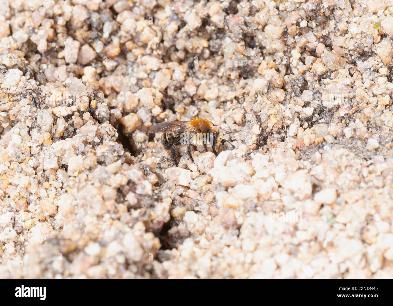 A mining bee from the subgenus Andrena is laying eggs in sandy soil in ...