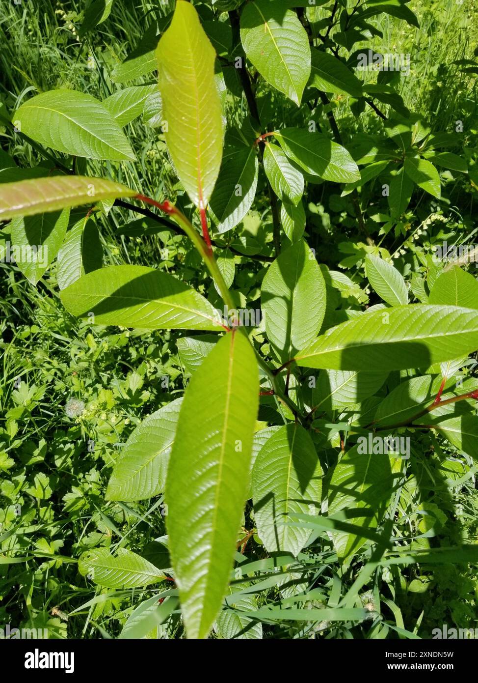 fire cherry (Prunus pensylvanica) Plantae Stock Photo - Alamy