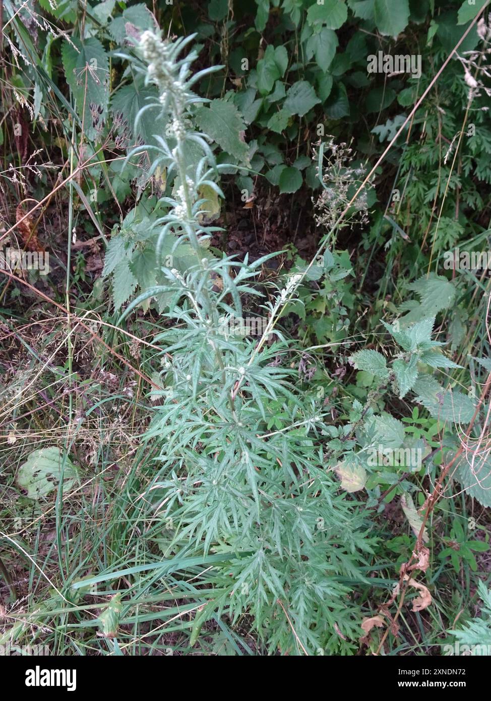 common mugwort (Artemisia vulgaris) Plantae Stock Photo - Alamy