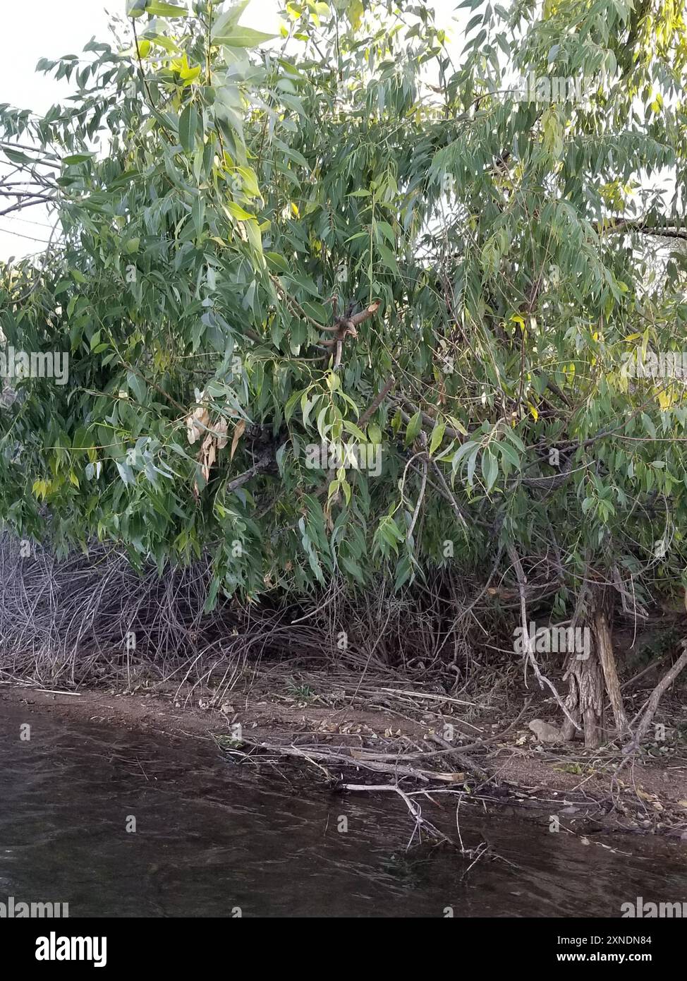 Pacific Willow (Salix lasiandra) Plantae Stock Photo - Alamy