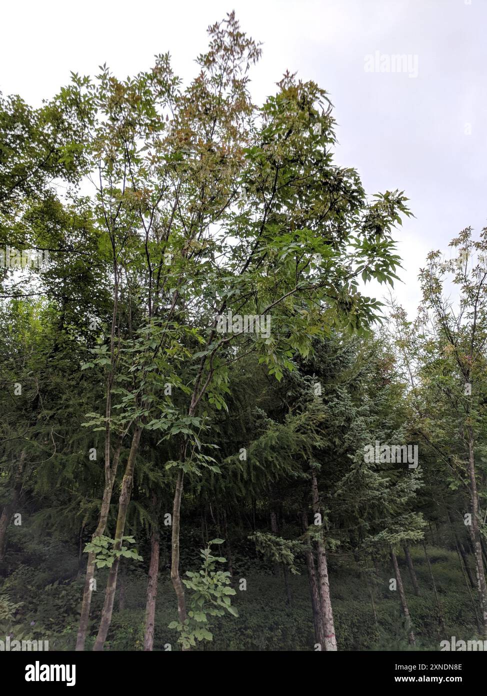 Chinese Ash (Fraxinus chinensis) Plantae Stock Photo - Alamy