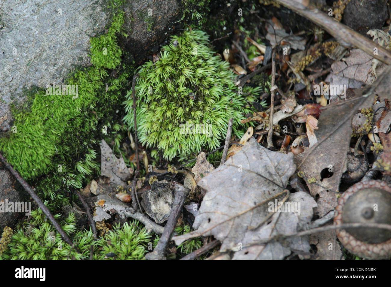 Pincushion Moss (Leucobryum glaucum) Plantae Stock Photo - Alamy
