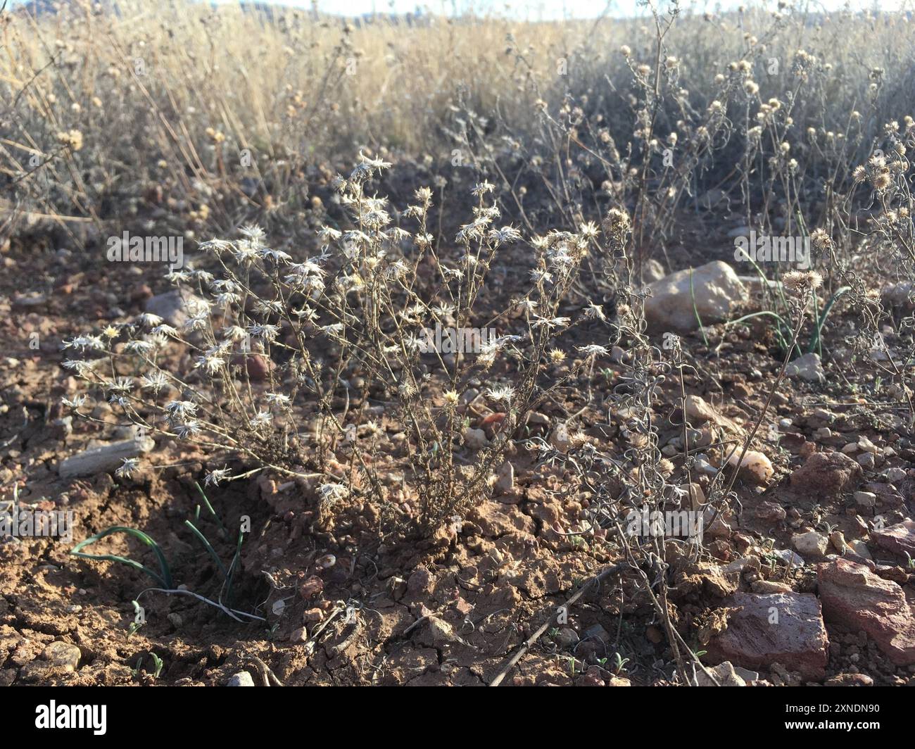 Tahoka daisy (Machaeranthera tanacetifolia) Plantae Stock Photo - Alamy