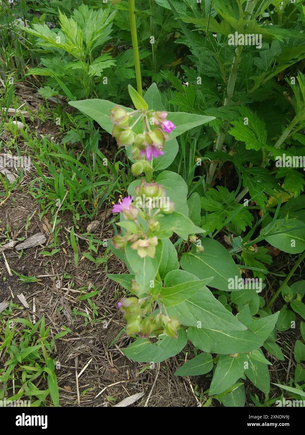 Wild Four o'Clock (Mirabilis nyctaginea) Plantae Stock Photo - Alamy