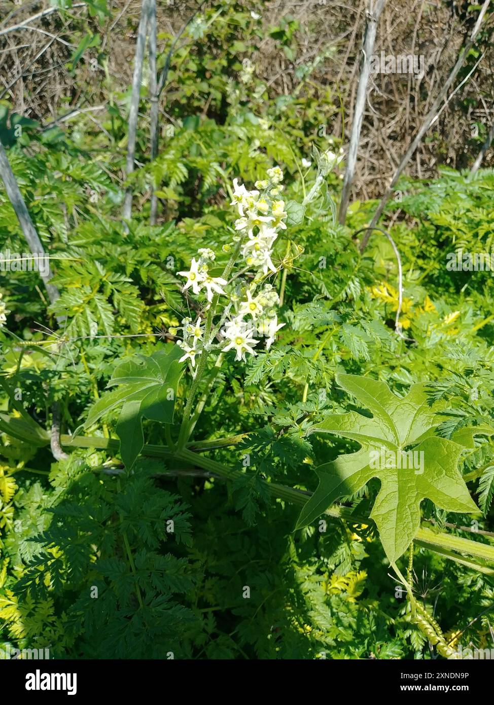 California manroot (Marah fabacea) Plantae Stock Photo - Alamy