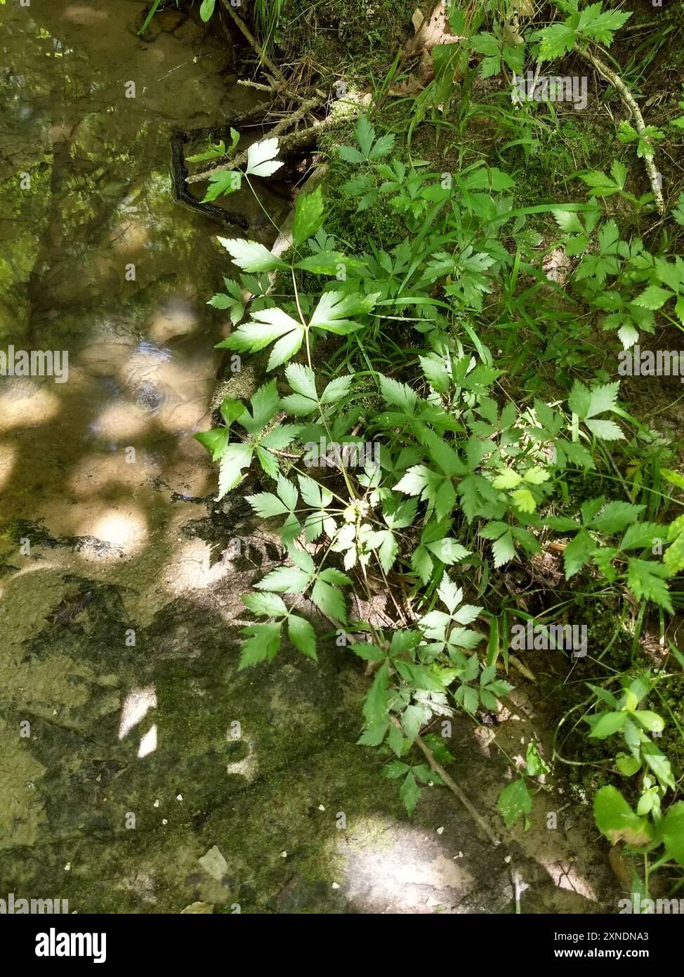 Shrub Yellowroot (Xanthorhiza simplicissima) Plantae Stock Photo - Alamy