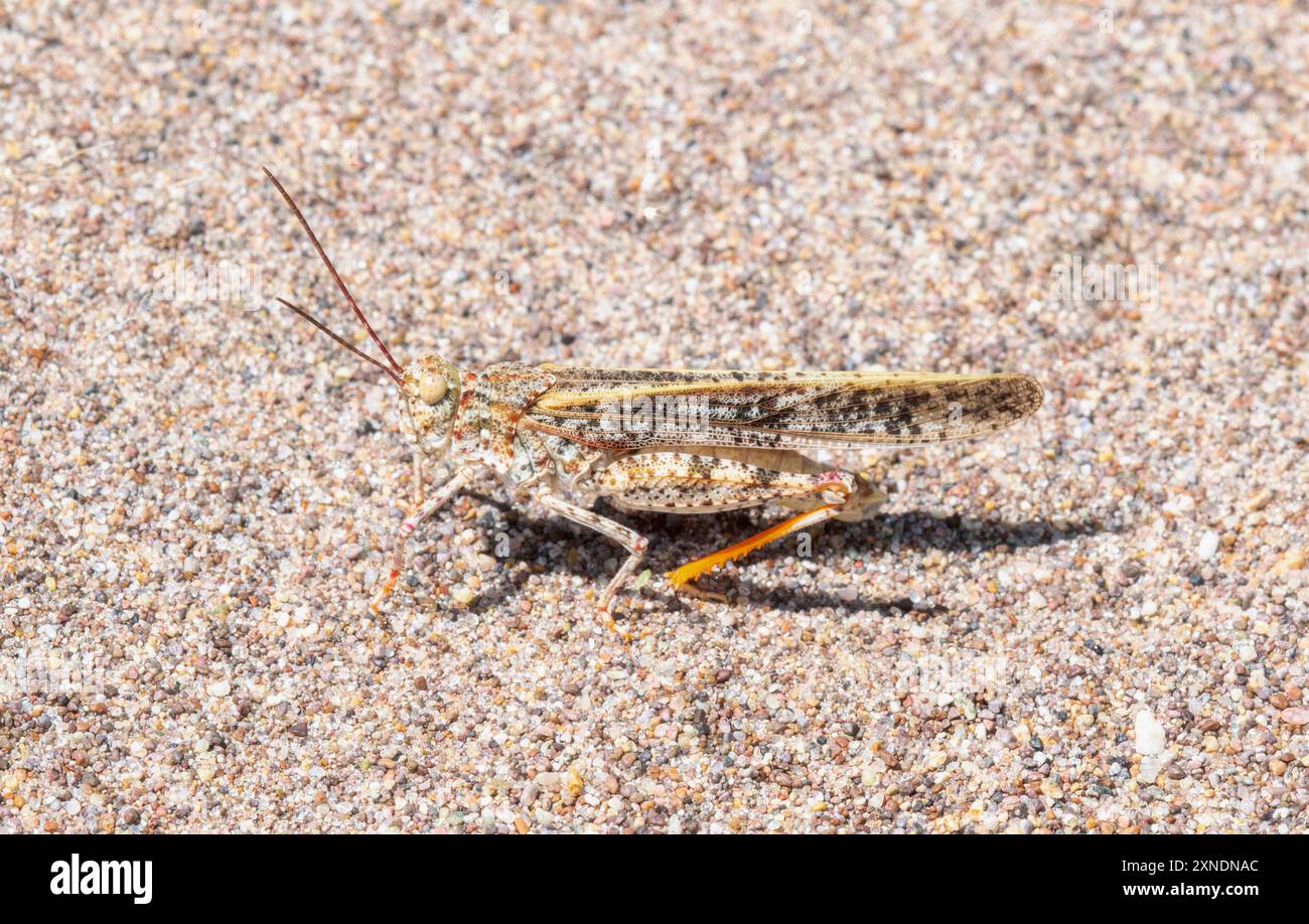 Toothed field grasshopper hi-res stock photography and images - Alamy