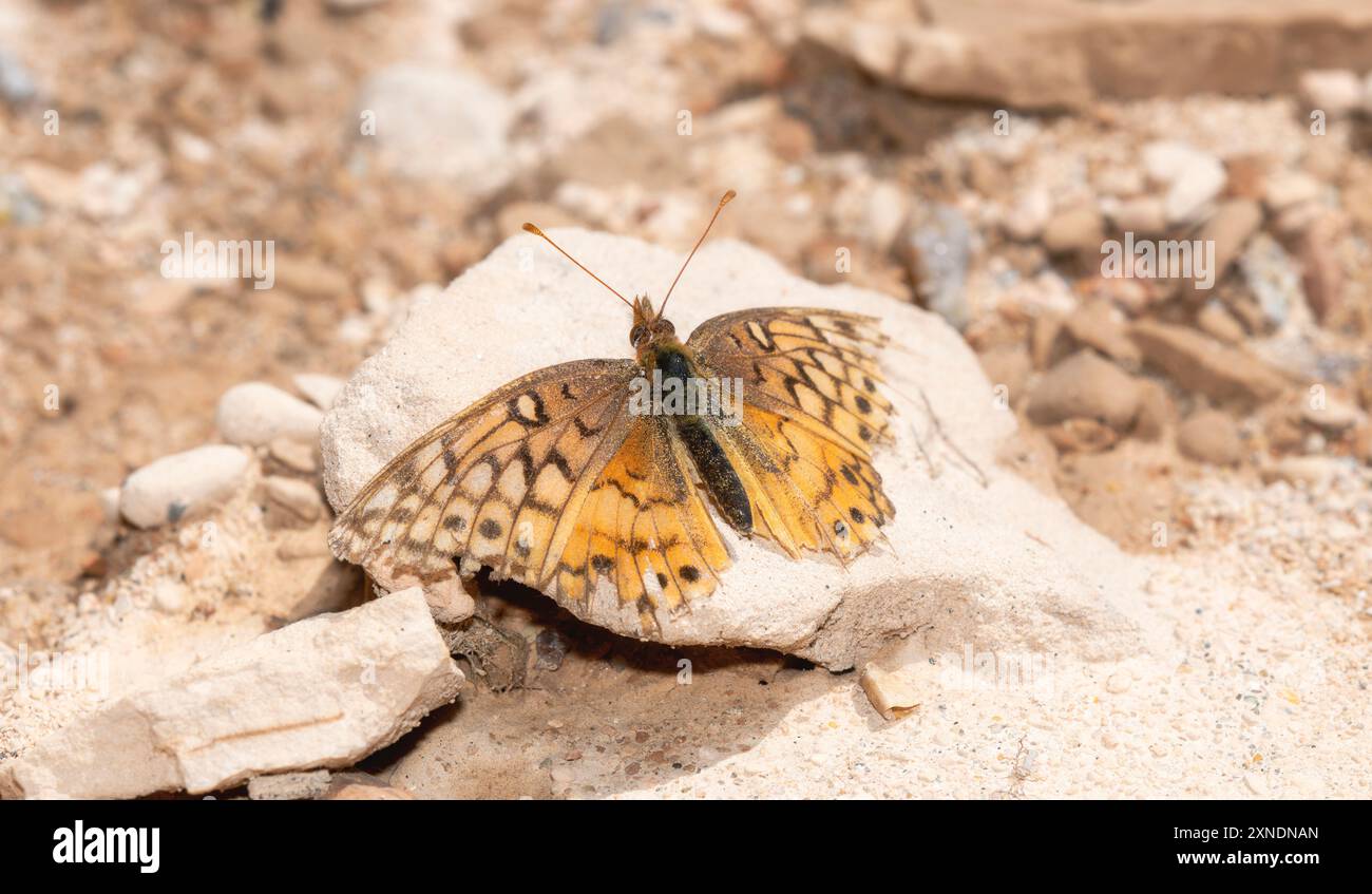 A Variegated Fritillary butterfly Euptoieta claudia is perched ...