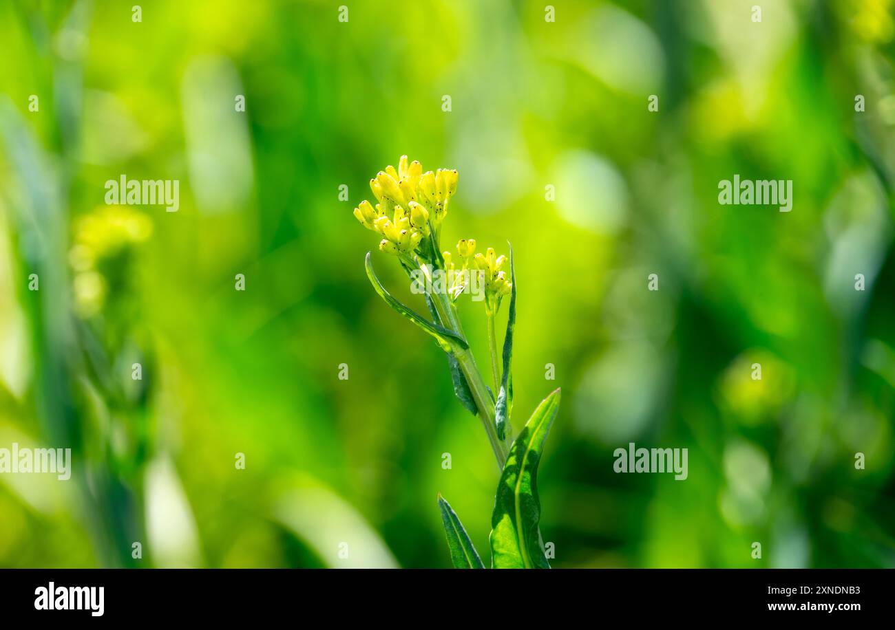 Senecio hydrophilus hi-res stock photography and images - Alamy