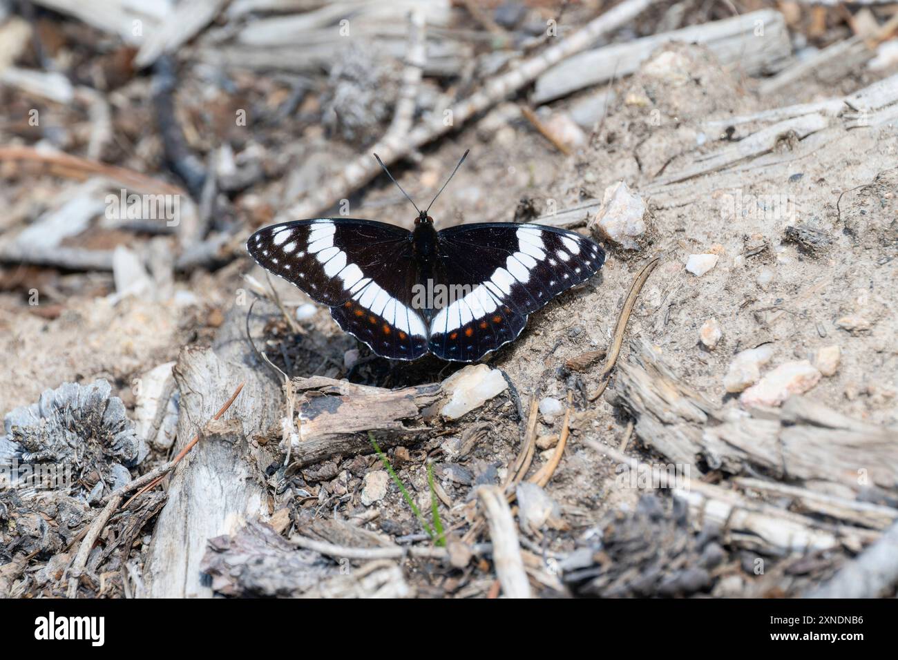 A striking Weidemeyer's Admiral butterfly Limenitis weidemeyerii ...