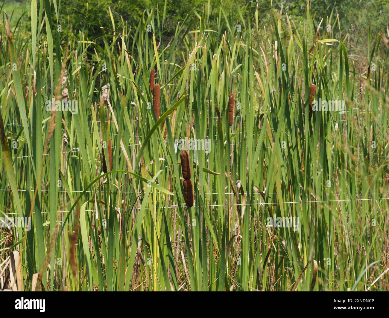 Cattails (Typha) Plantae Stock Photo - Alamy
