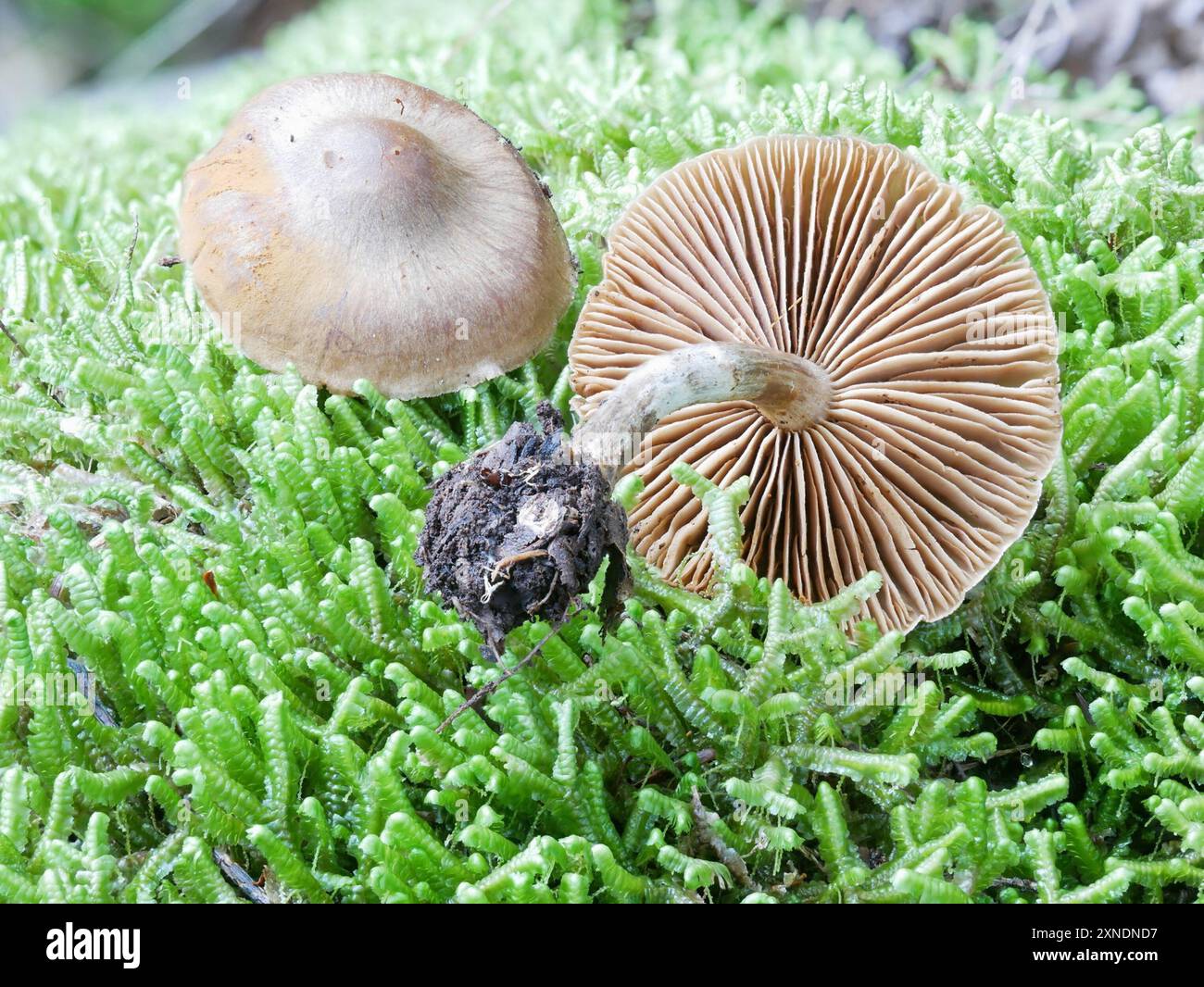 (Cortinarius valgus) Fungi Stock Photo - Alamy