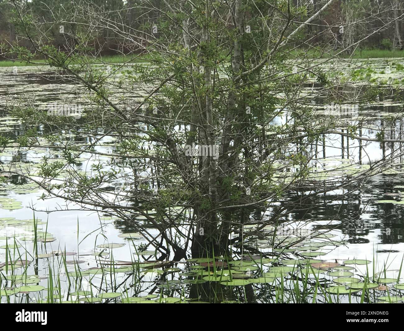 Myrtle Dahoon (Ilex myrtifolia) Plantae Stock Photo - Alamy