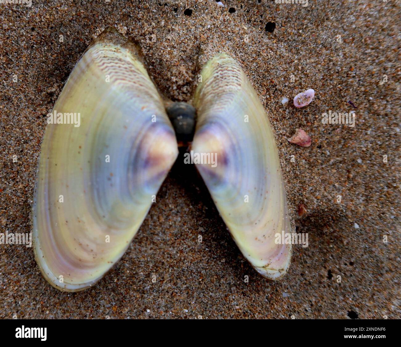 White Clam (Donax serra) Mollusca Stock Photo - Alamy