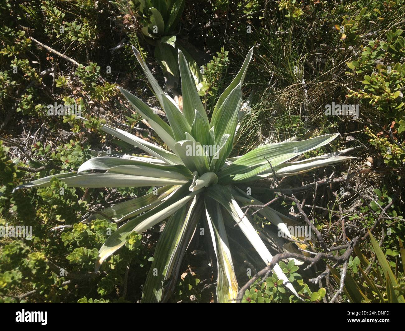 Large Mountain daisy (Celmisia semicordata semicordata) Plantae Stock ...